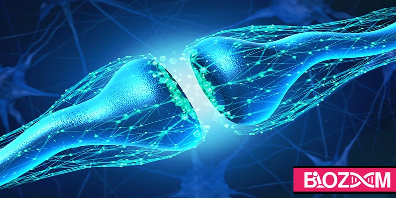 آشنایی با انواع سیناپس عصبی | مجله بیوزوم